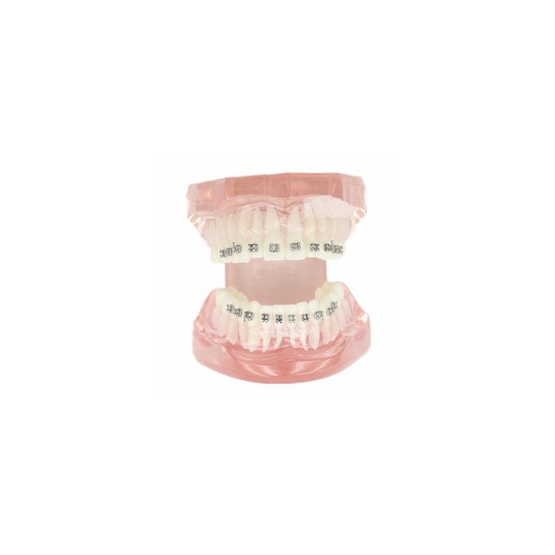 Modelo de configuración de 28 dientes y raíz del diente M-3001
